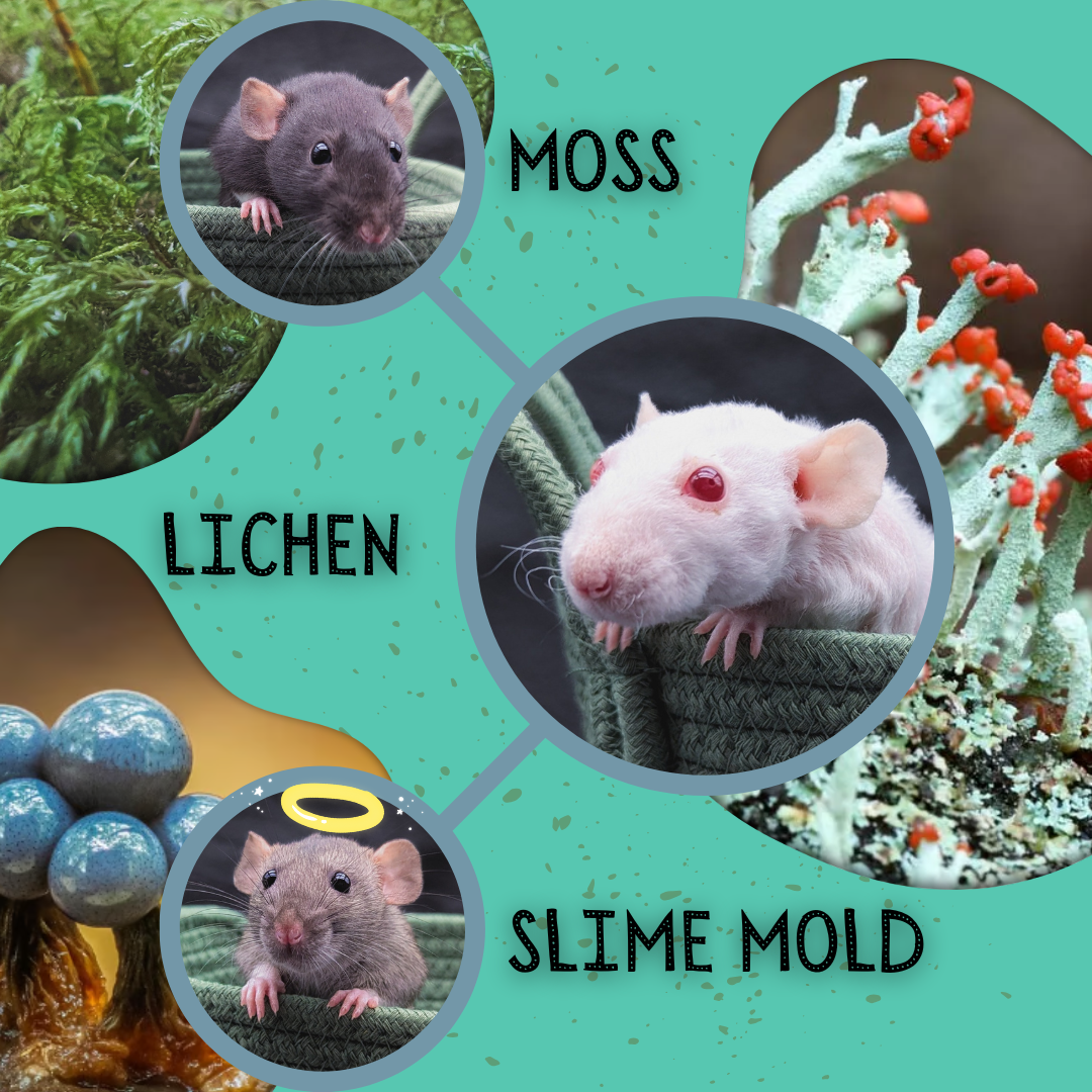 Meet our Residents – I Want It Rat Way